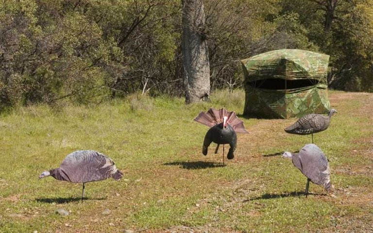 Important Safety Considerations For Wild Turkey Hunting: DOs & DON’Ts ...