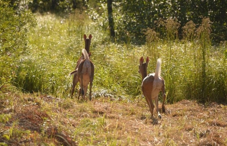 Details To Look For While Deer Hunting In The Wind - September.2025