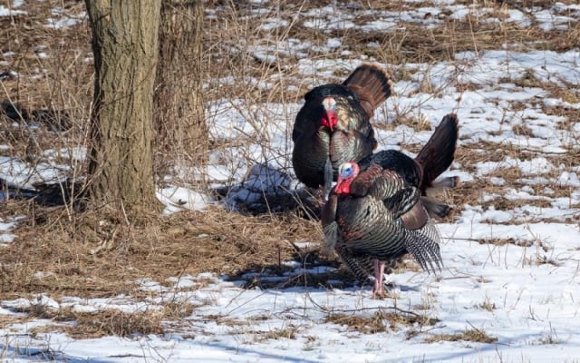 All You Need To Know About Turkey Hunting Checklist - December.2025