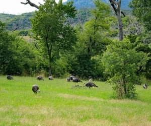 Important Safety Considerations For Wild Turkey Hunting: DOs & DON’Ts ...