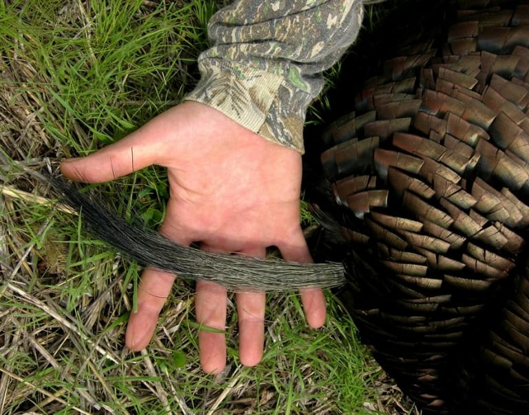 Understanding The Best Time To Hunt Turkey Successfully - November.2025