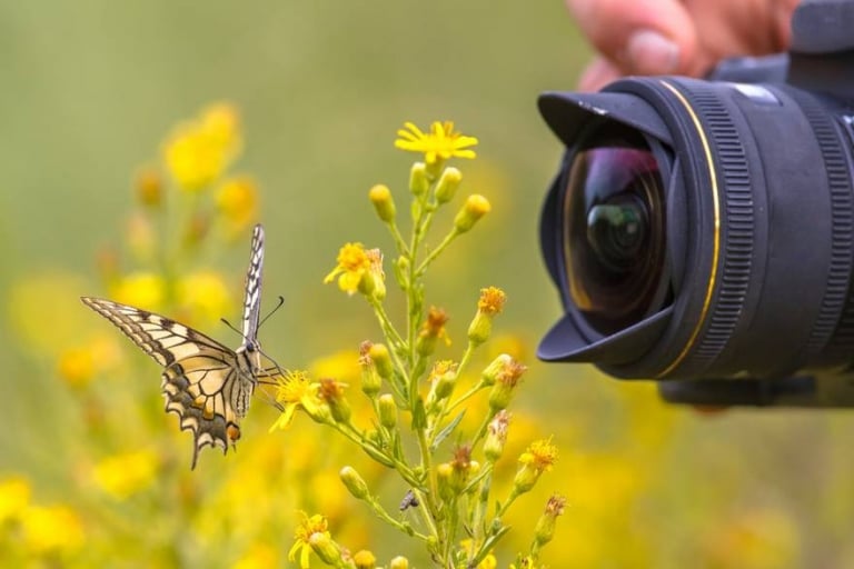 Wilderness Photography 101: How to Take Great Wildlife Photos ...
