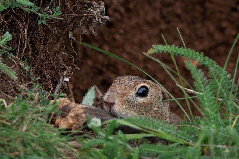 Ultimate Guide for Squirrel Hunting - September.2025