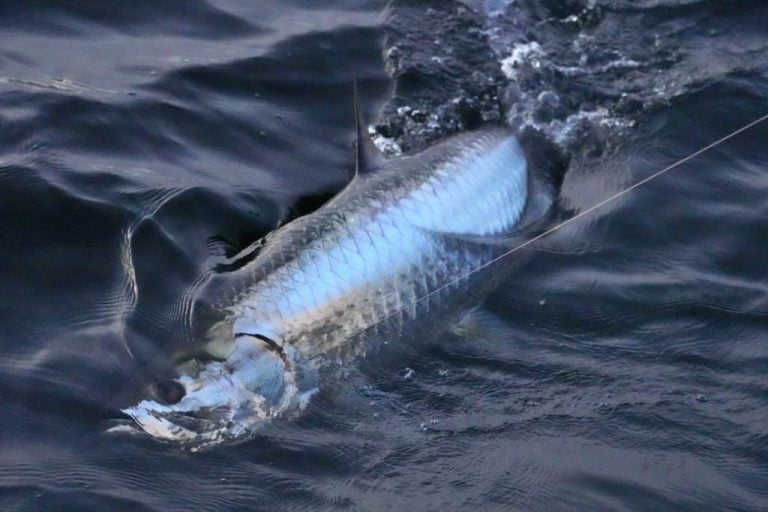 Are Tarpon Fish Good To Eat? - May.2026