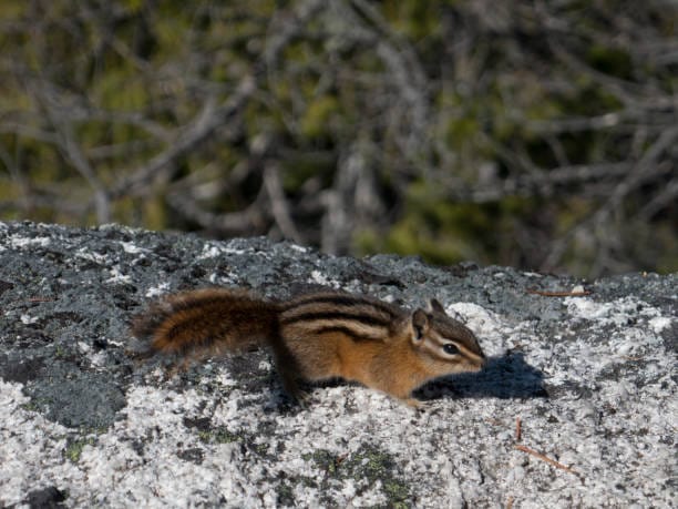 18 Types of Squirrels in Idaho (Pictures And Identification)