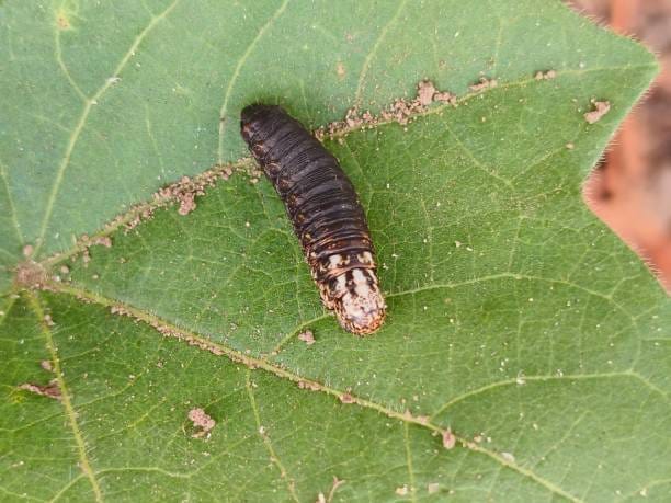 25 Types of Arizona Caterpillars (Pictures And Identification ...