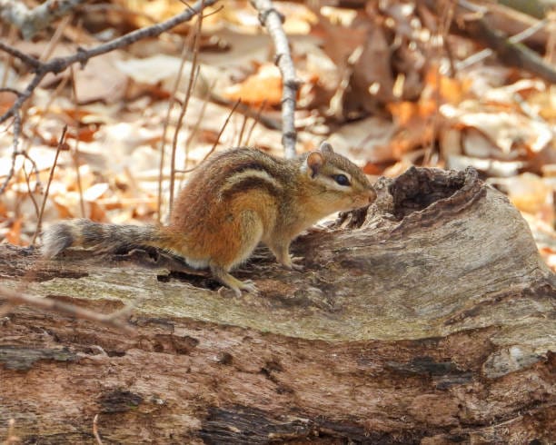 5 Types of Squirrels in Indiana (Pictures And Identification)