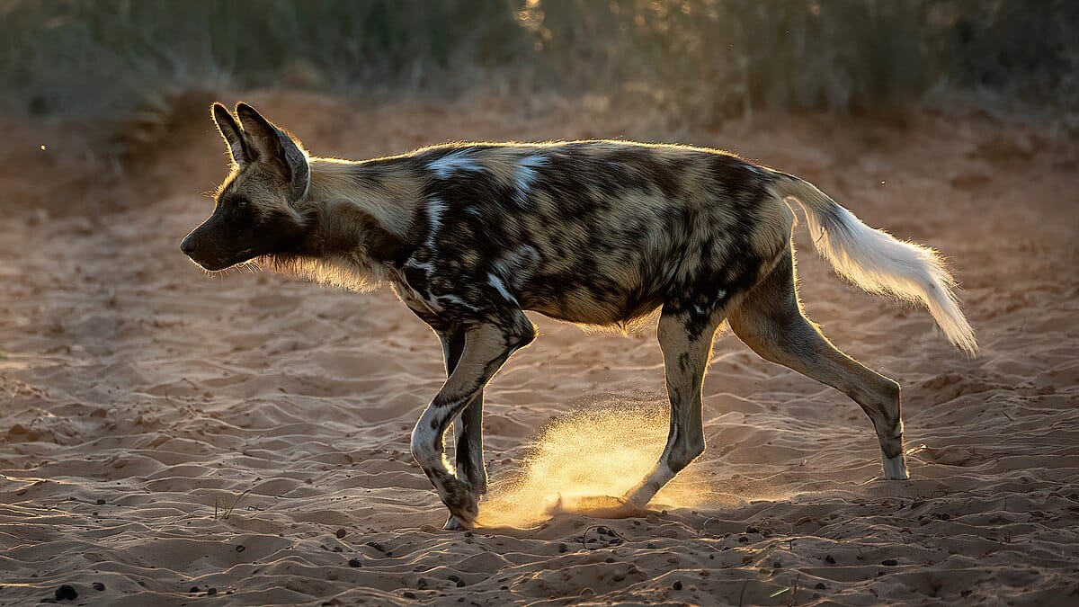 30 Types of Wild Dogs (Pictures And Identification) - January.2026