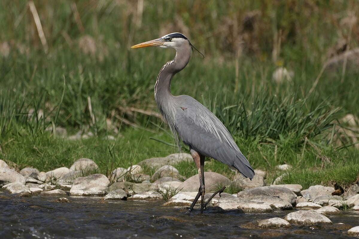 30 Types of Herons (Pictures And Identification)