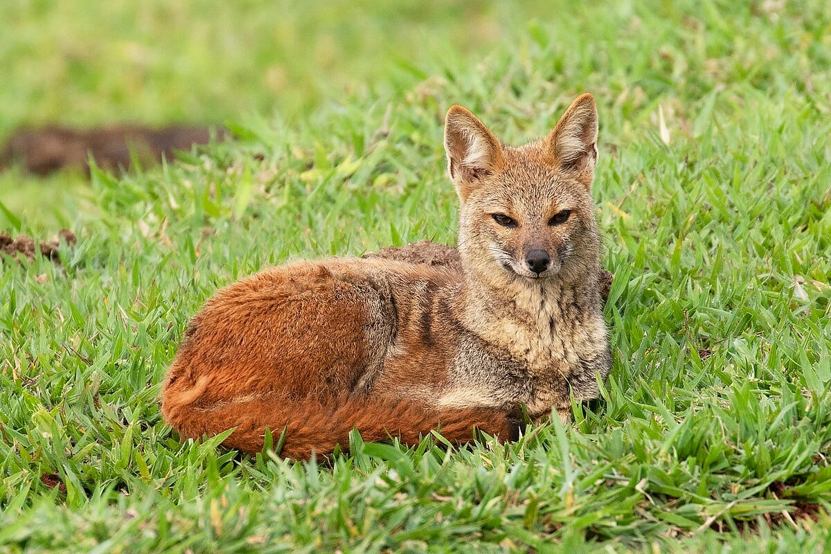 30 Types of Wild Dogs (Pictures And Identification) - December.2025