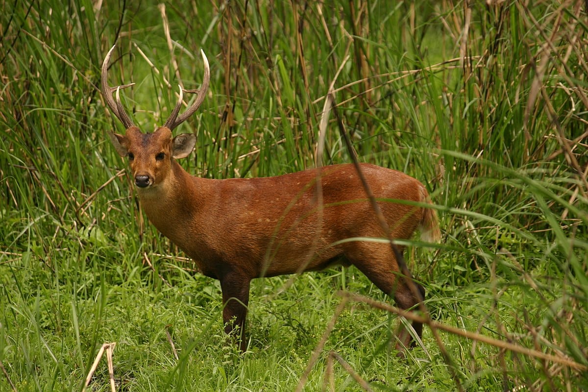 30 Types of Deer (Pictures and Identification) - Enjoy The Wild