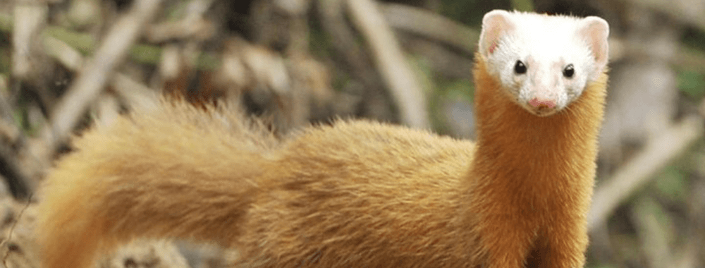 20 Types of Weasels: Species Identification with Pictures - December.2025