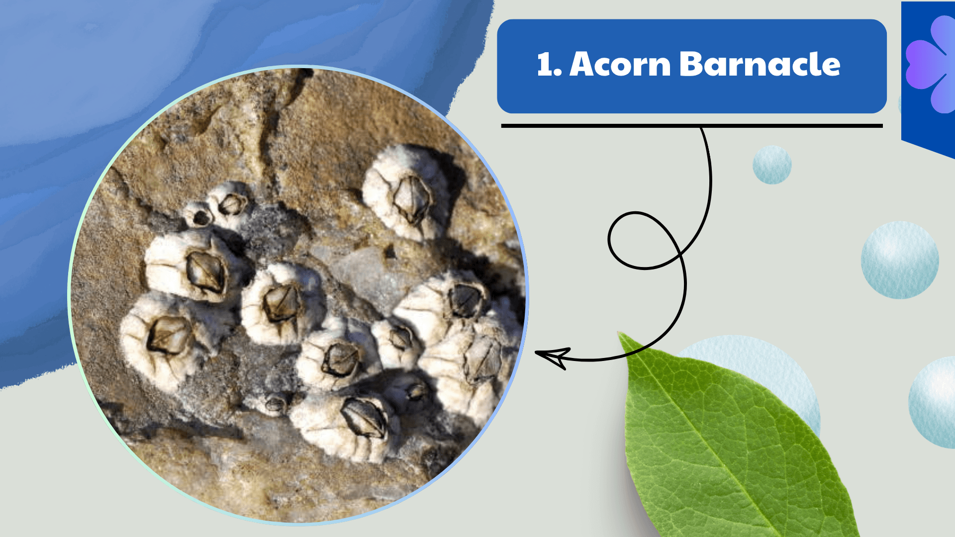 30 Types of Barnacle (Pictures and Identification Guide to Marine ...