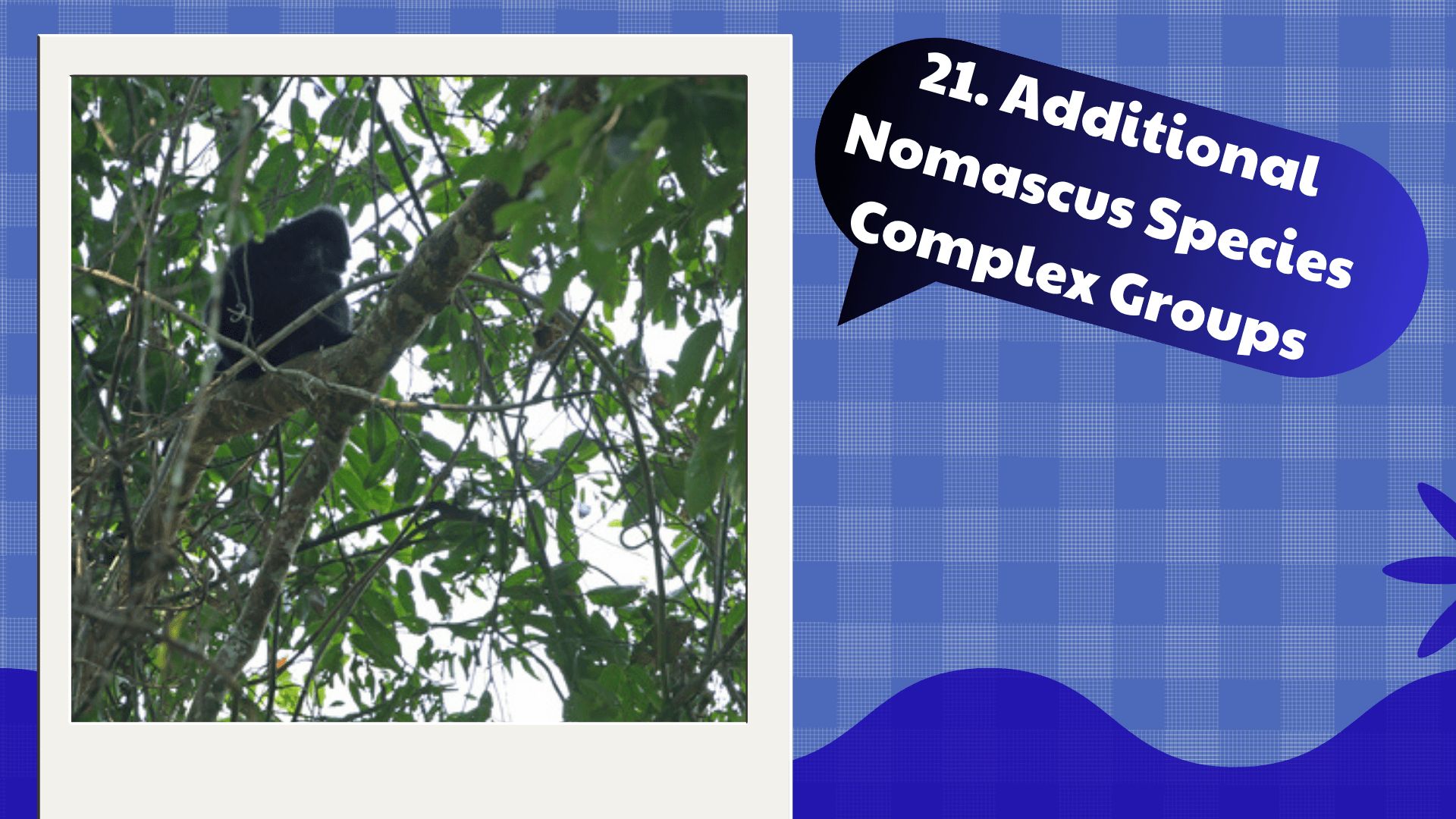25 Types of Gibbon (Species Guide, Facts & Identification)