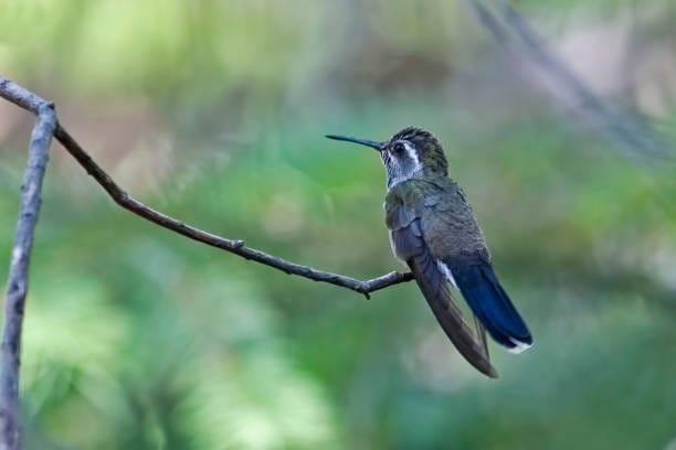 13 Types of Hummingbirds in Georgia: Species, Identification, and Photos