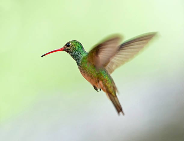 13 Types of Hummingbirds in Georgia: Species, Identification, and Photos