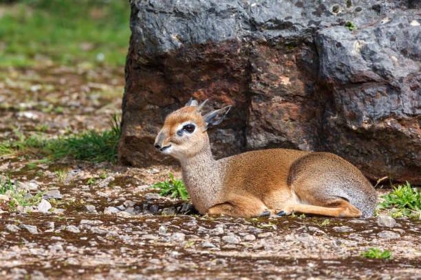 35 Types of Antelope (Pictures and Identification) - Enjoy The Wild
