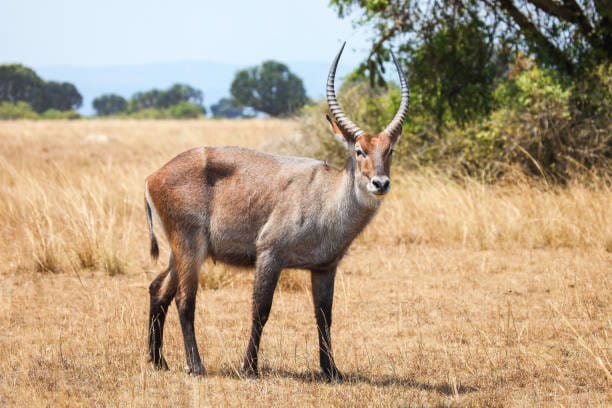 35 Types of Antelope (Pictures and Identification) - Enjoy The Wild