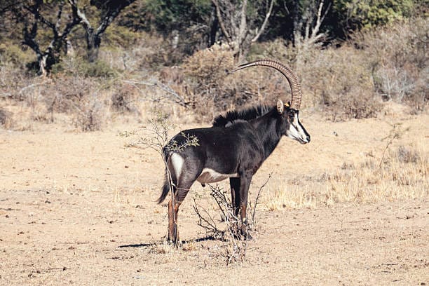25 Types of Deer in Africa (Pictures And Identification)
