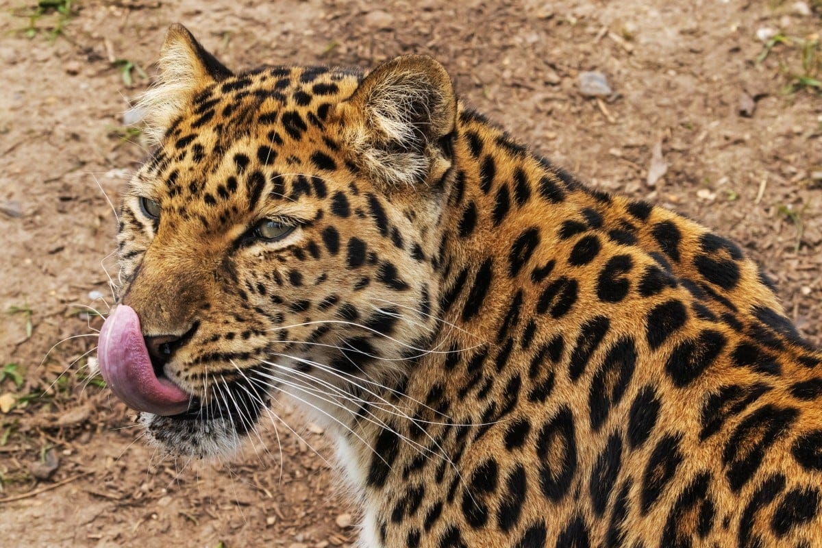 30 Types of Leopards (Pictures & Identification) - Enjoy The Wild
