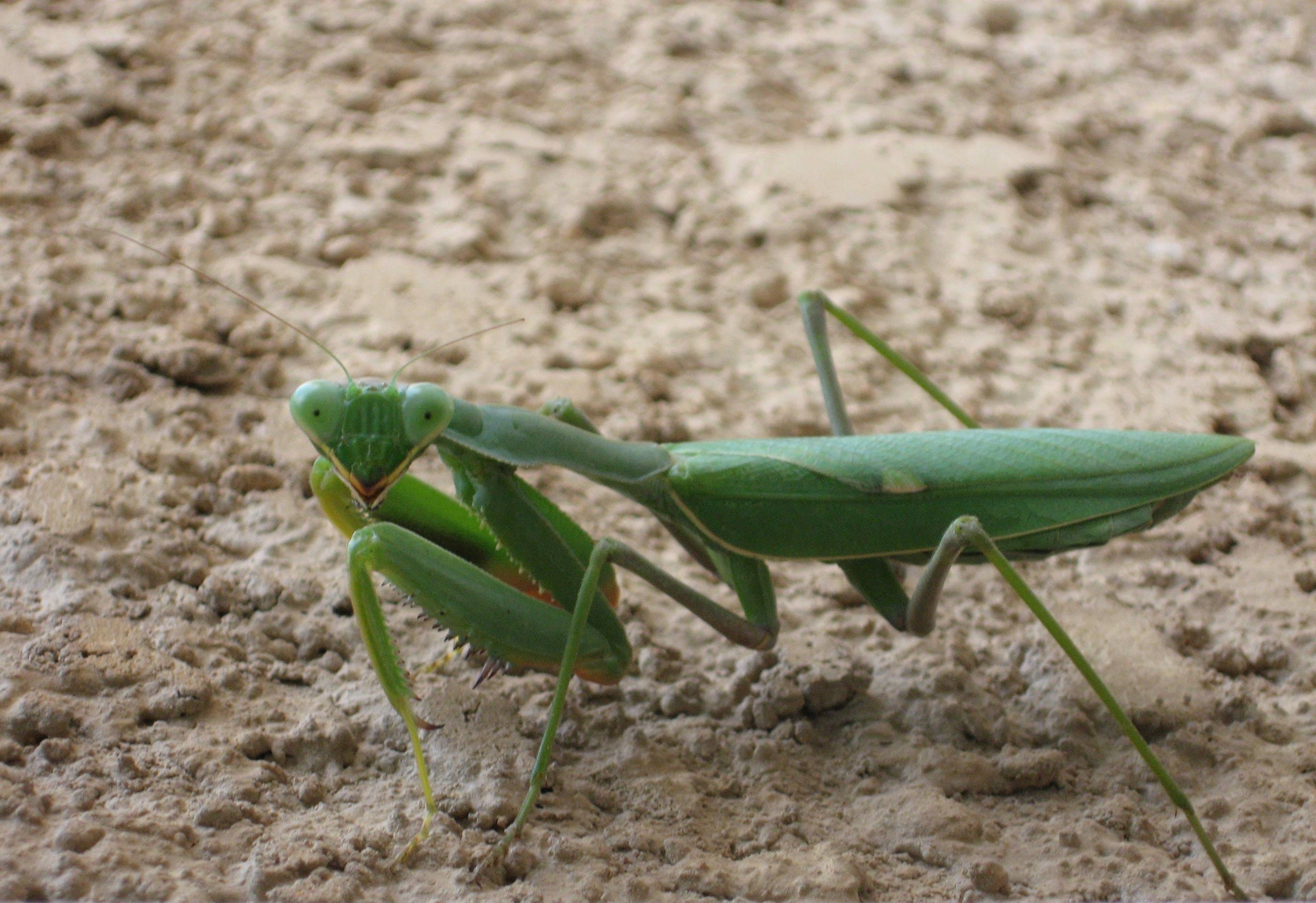 30 Types of Mantis (Pictures And Identification)