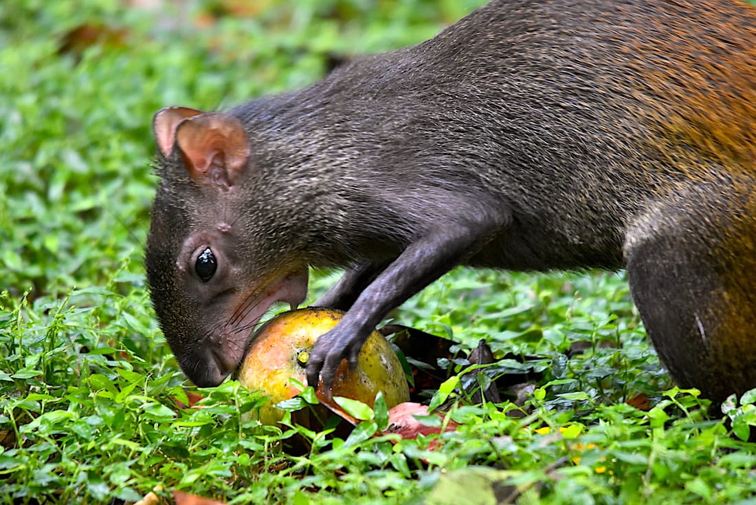 50 Types of Wild Rodents (Pictures And Identification)