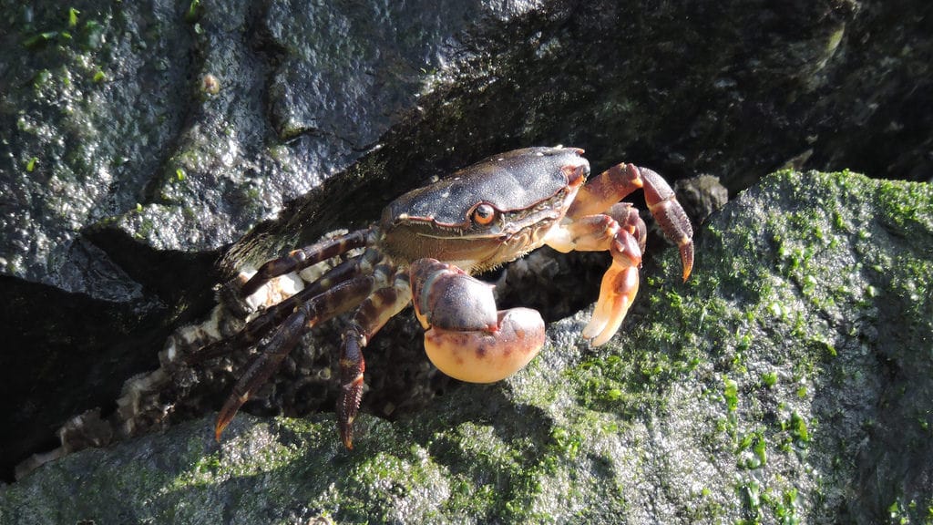 100 Types of Crabs (Pictures And Identification)