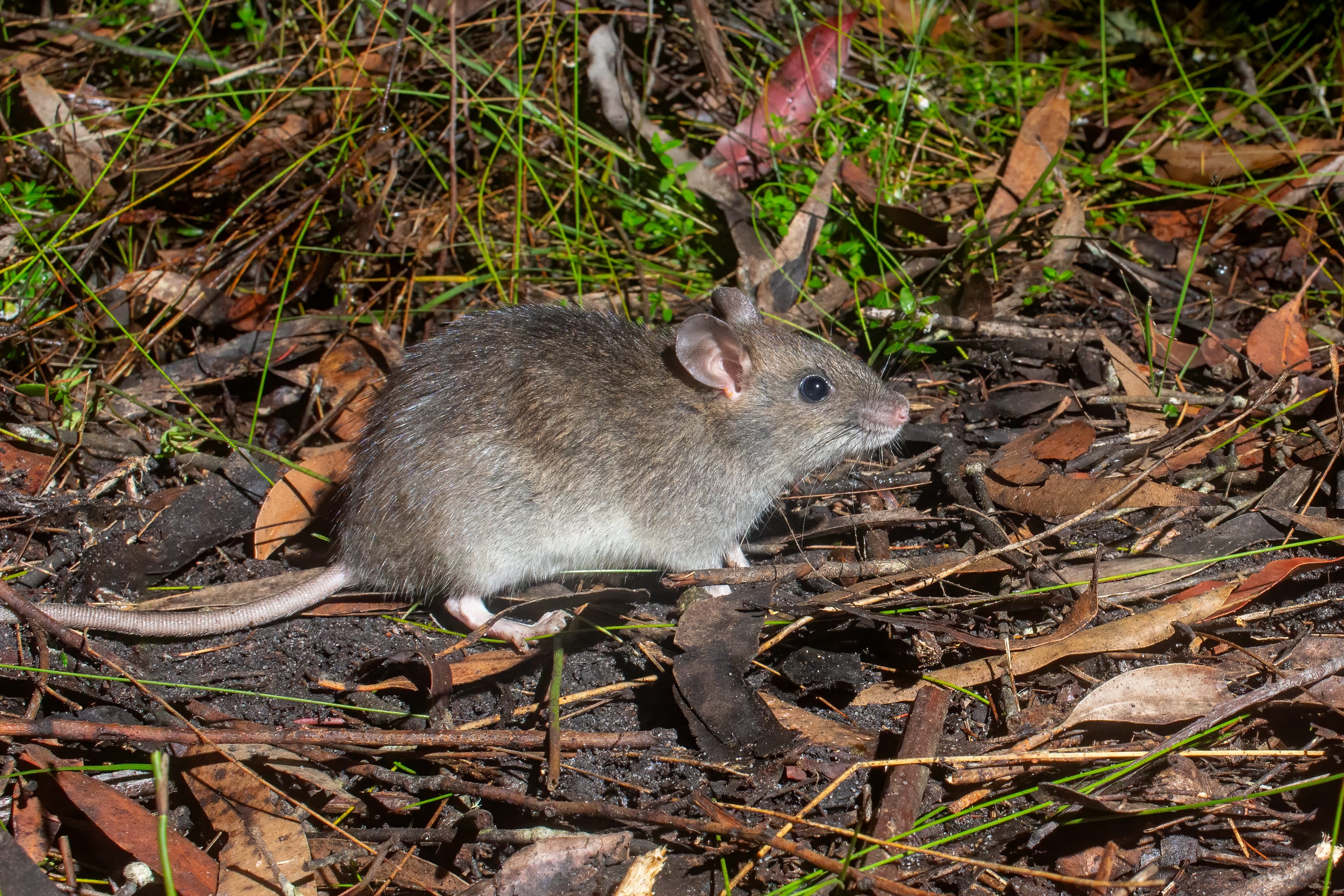 50 Types of Wild Rodents (Pictures And Identification)