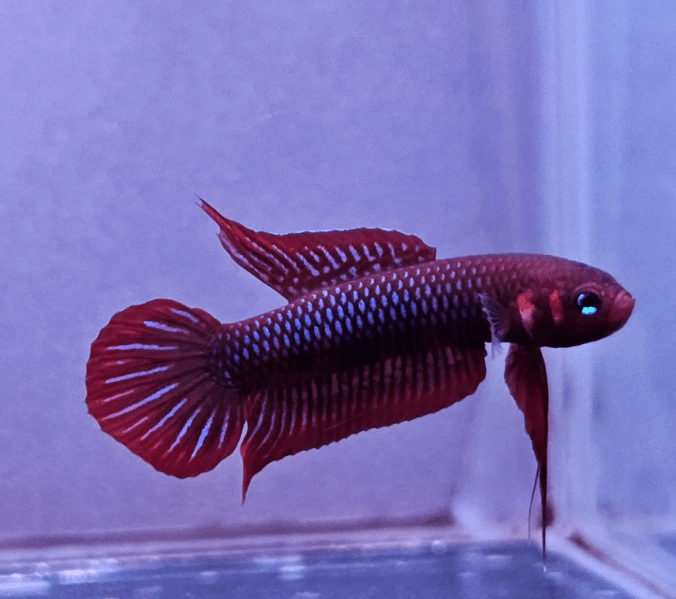 30 Types of Wild Betta Fish (Pictures and Identification)