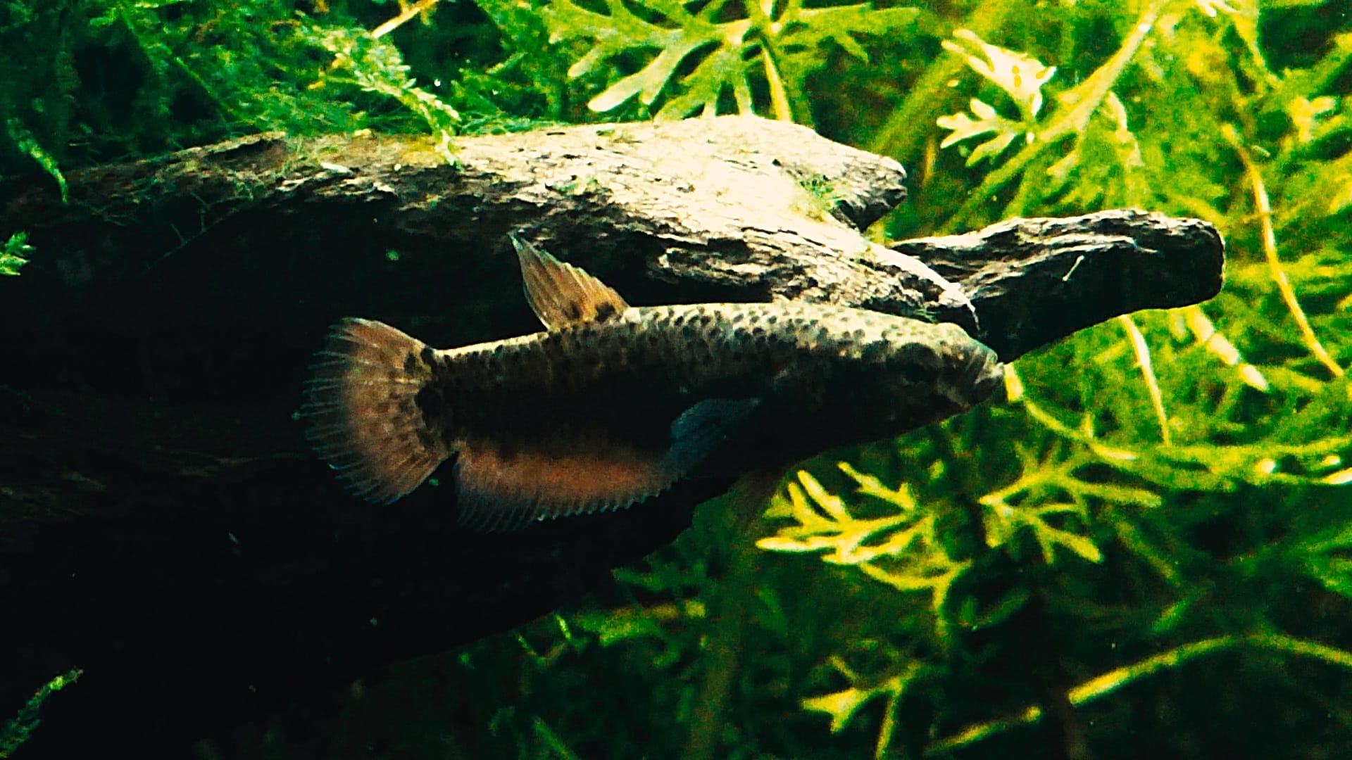 30 Types of Wild Betta Fish (Pictures and Identification)