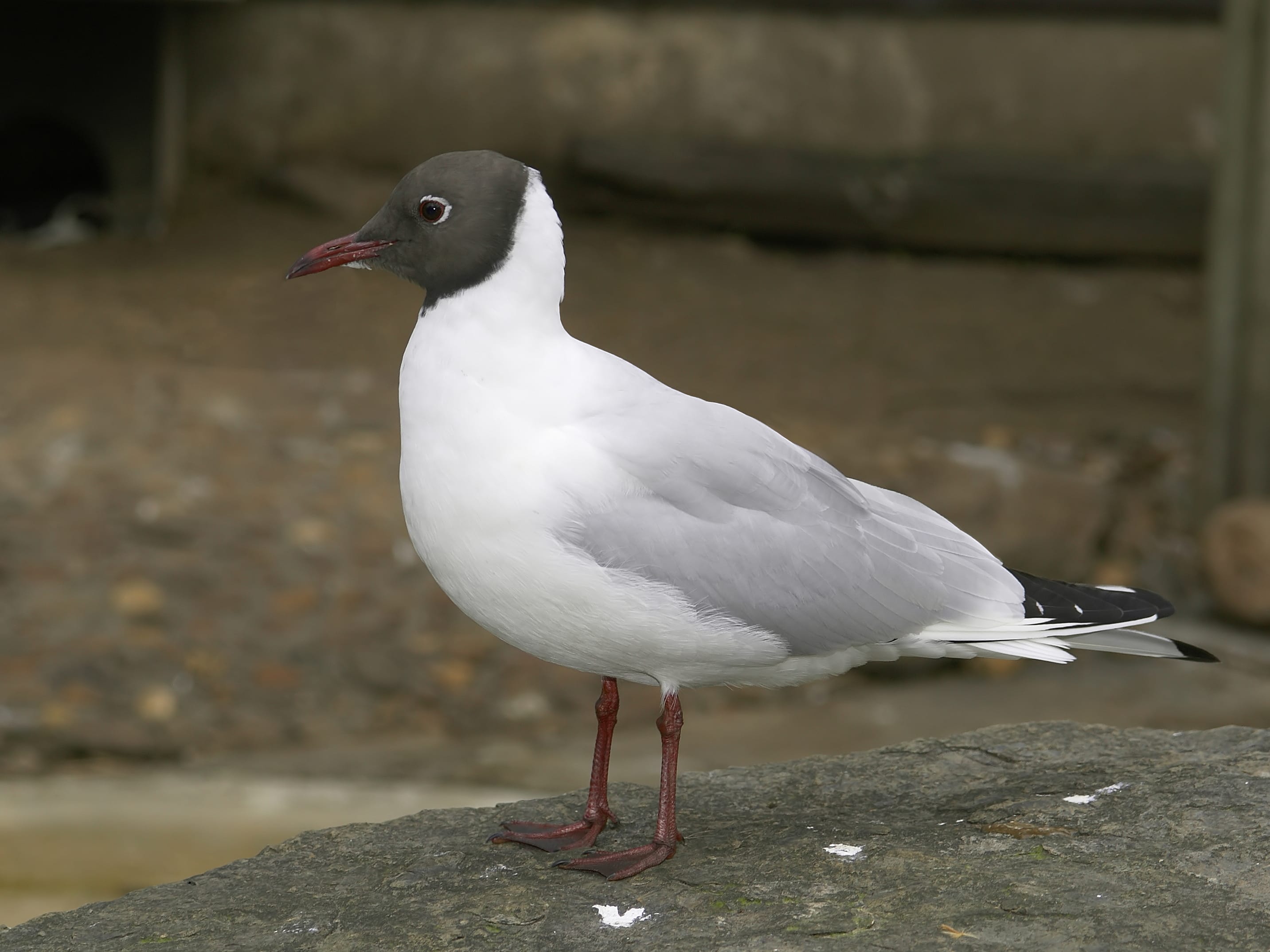35 Types of Seagulls (Pictures And Identification)
