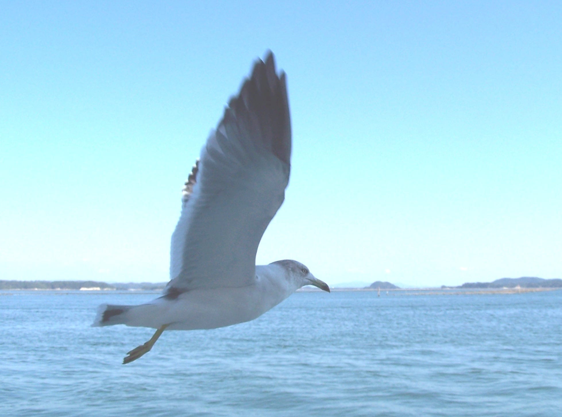 35 Types of Seagulls (Pictures And Identification)