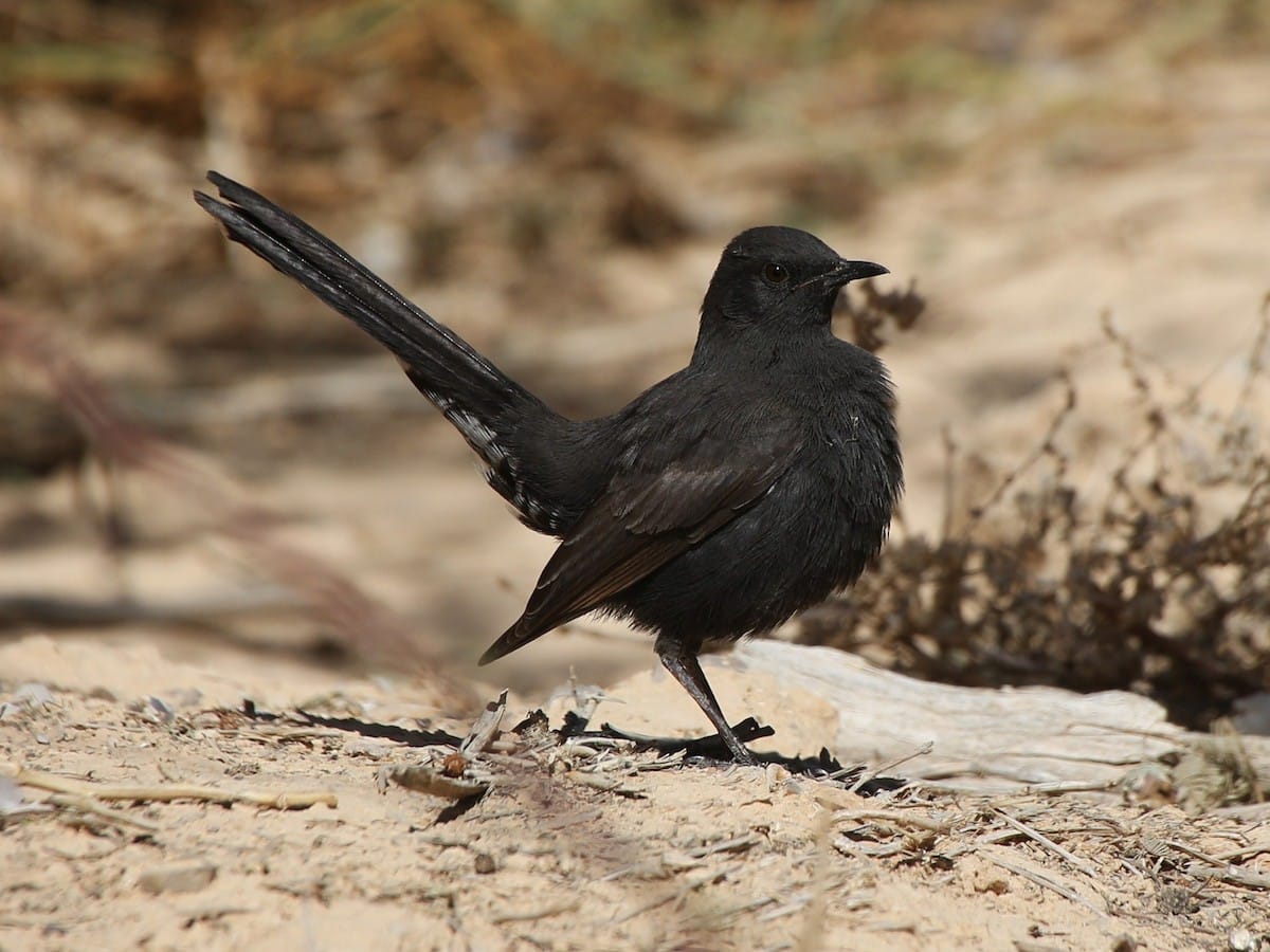 45 Types of Robins (Pictures And Identification)