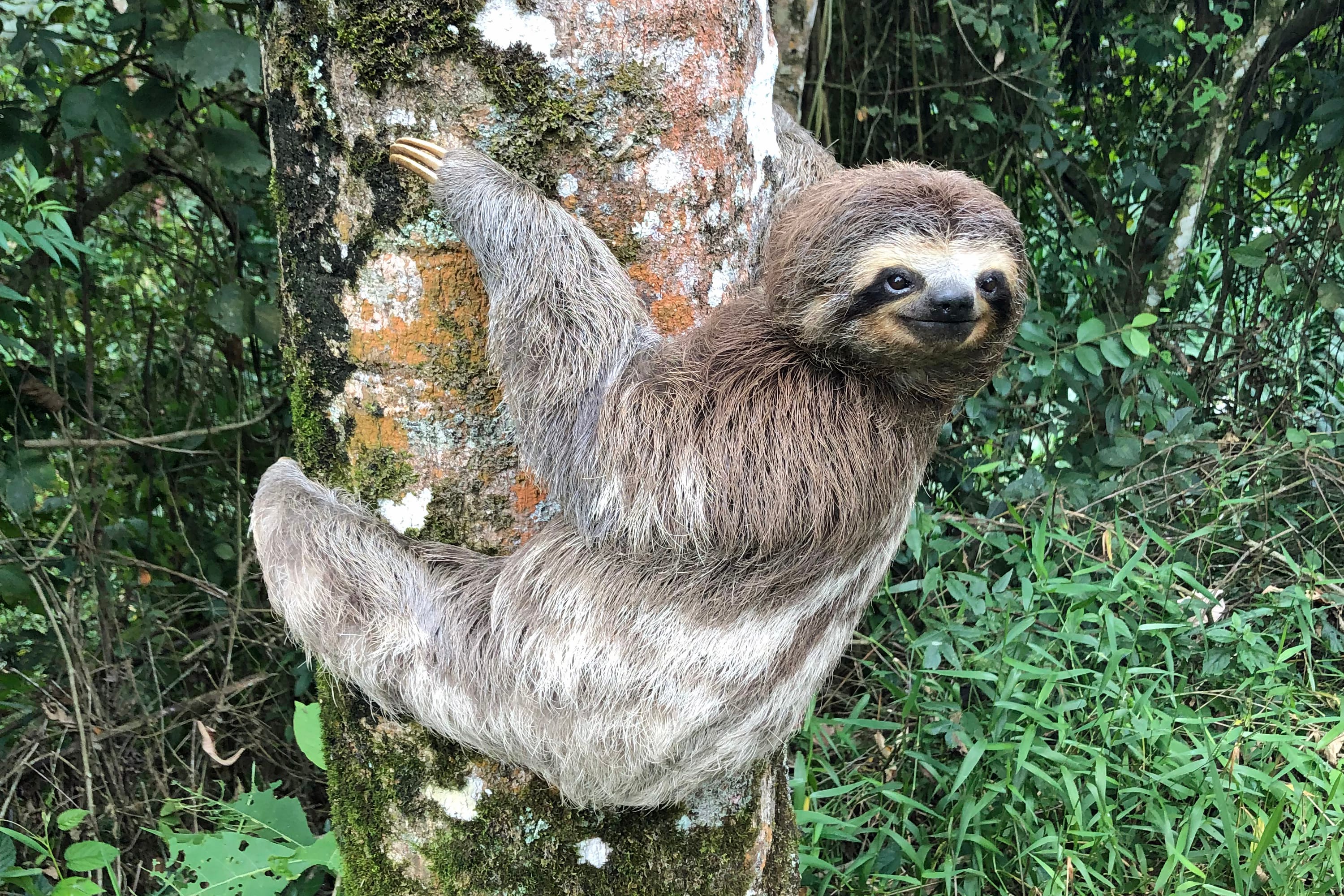 10 Types of Sloths (Pictures And Identification)