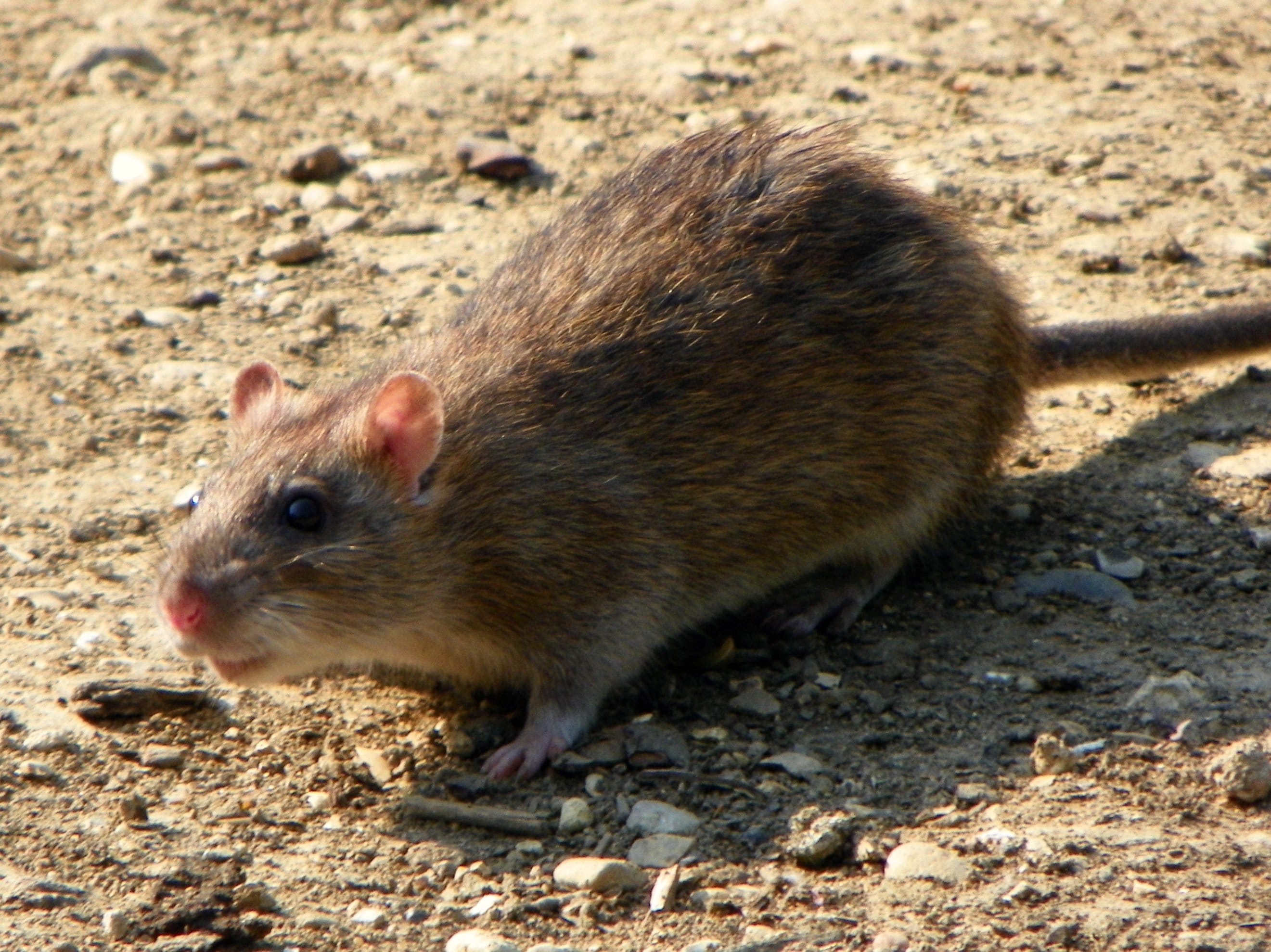 50 Types of Wild Rodents (Pictures And Identification)