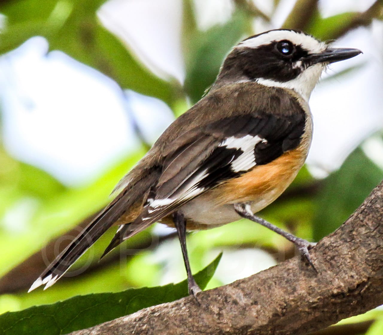 45 Types of Robins (Pictures And Identification)
