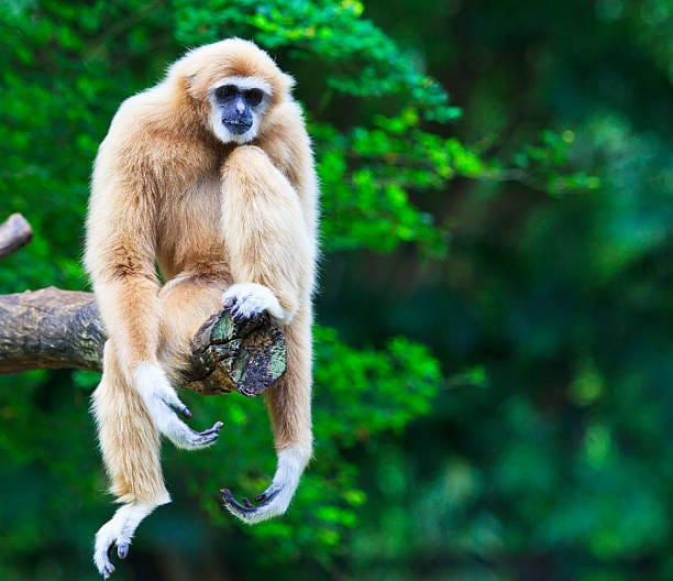 30 Types of Apes (Pictures And Identification)