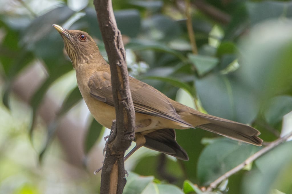 45 Types of Robins (Pictures And Identification)