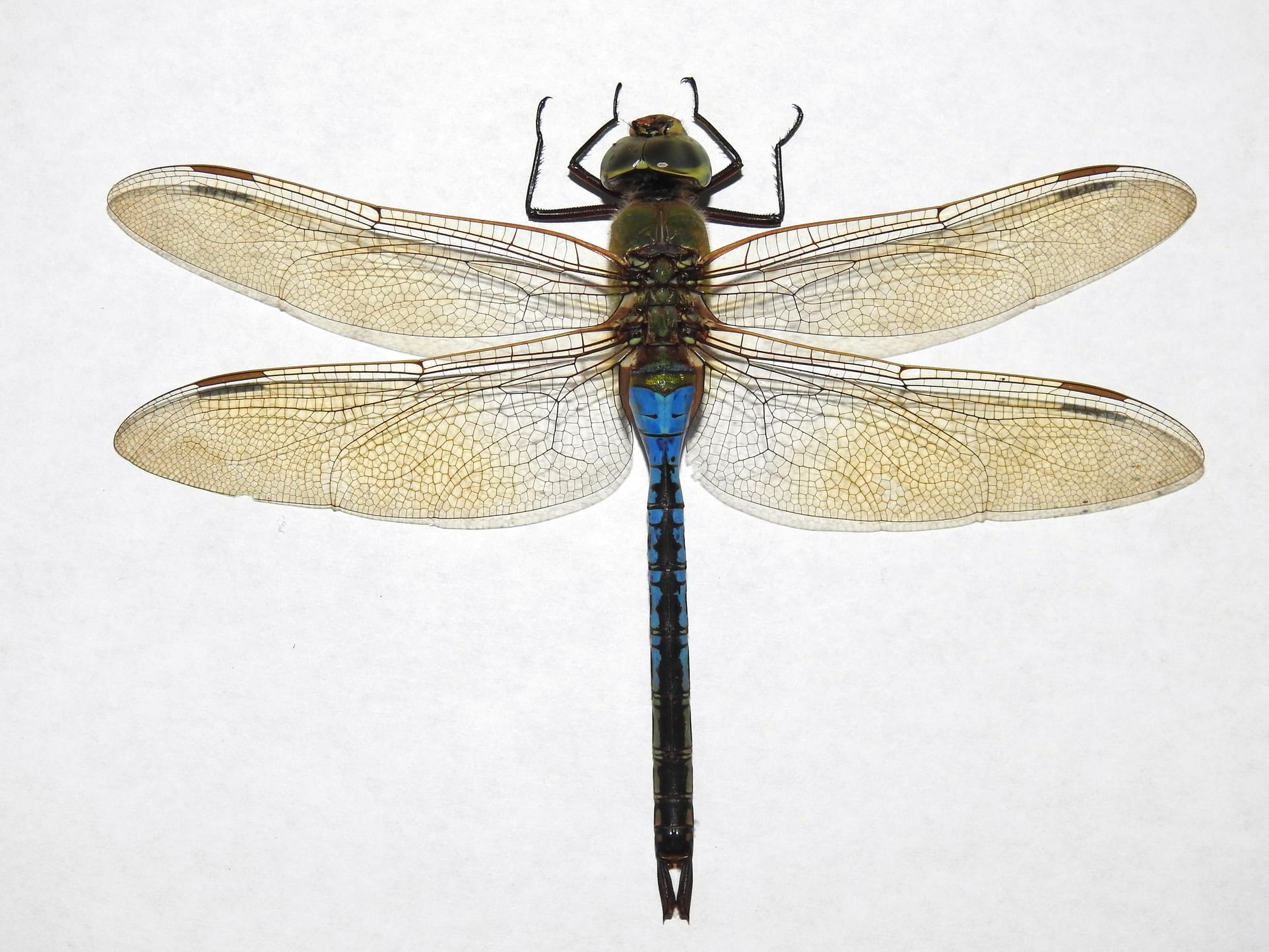 35 Types of Dragonflies (Pictures And Identification)