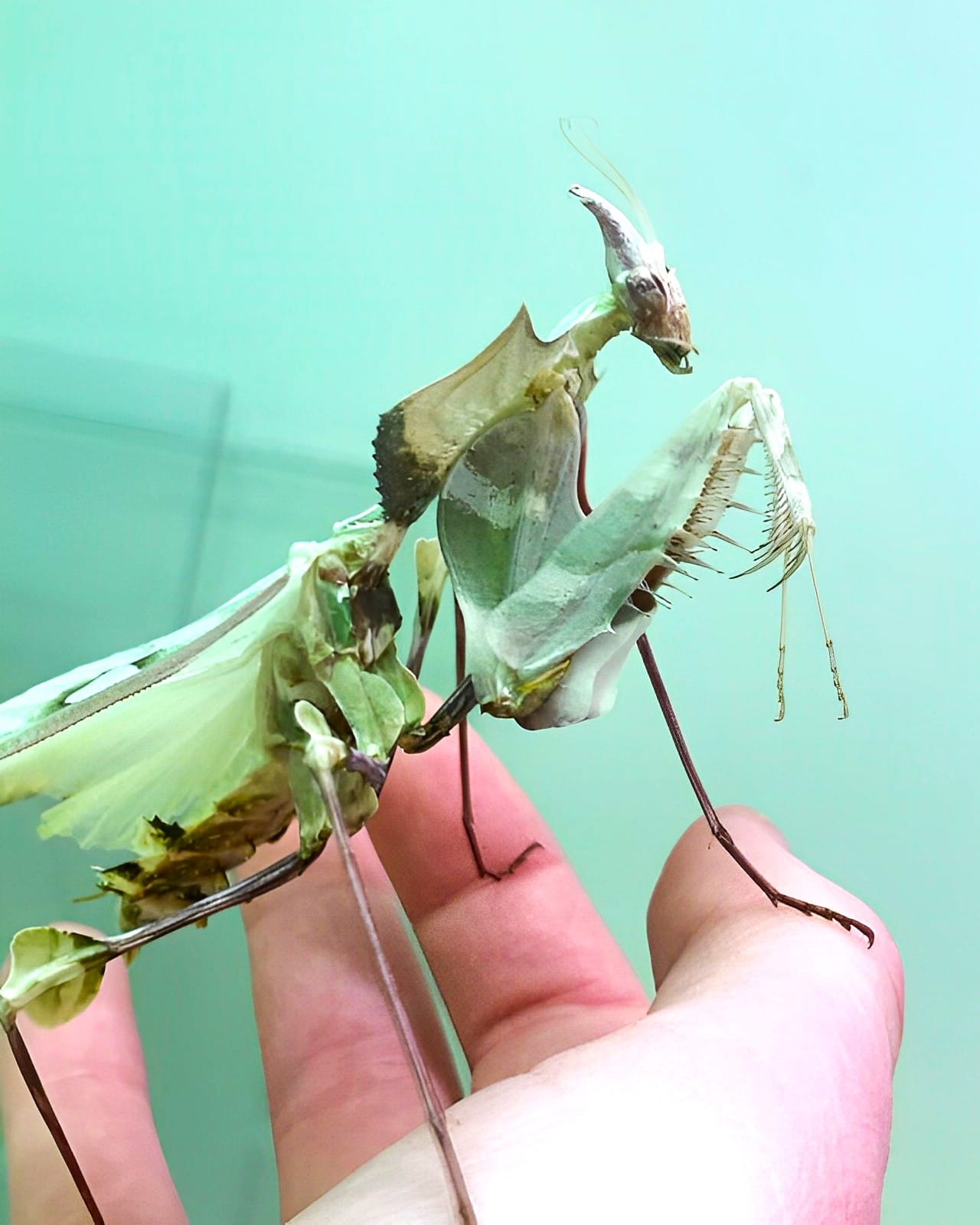 30 Types of Mantis (Pictures And Identification)
