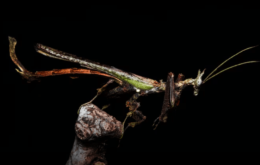 30 Types of Mantis (Pictures And Identification)