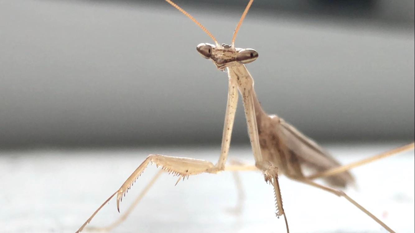 30 Types of Mantis (Pictures And Identification)
