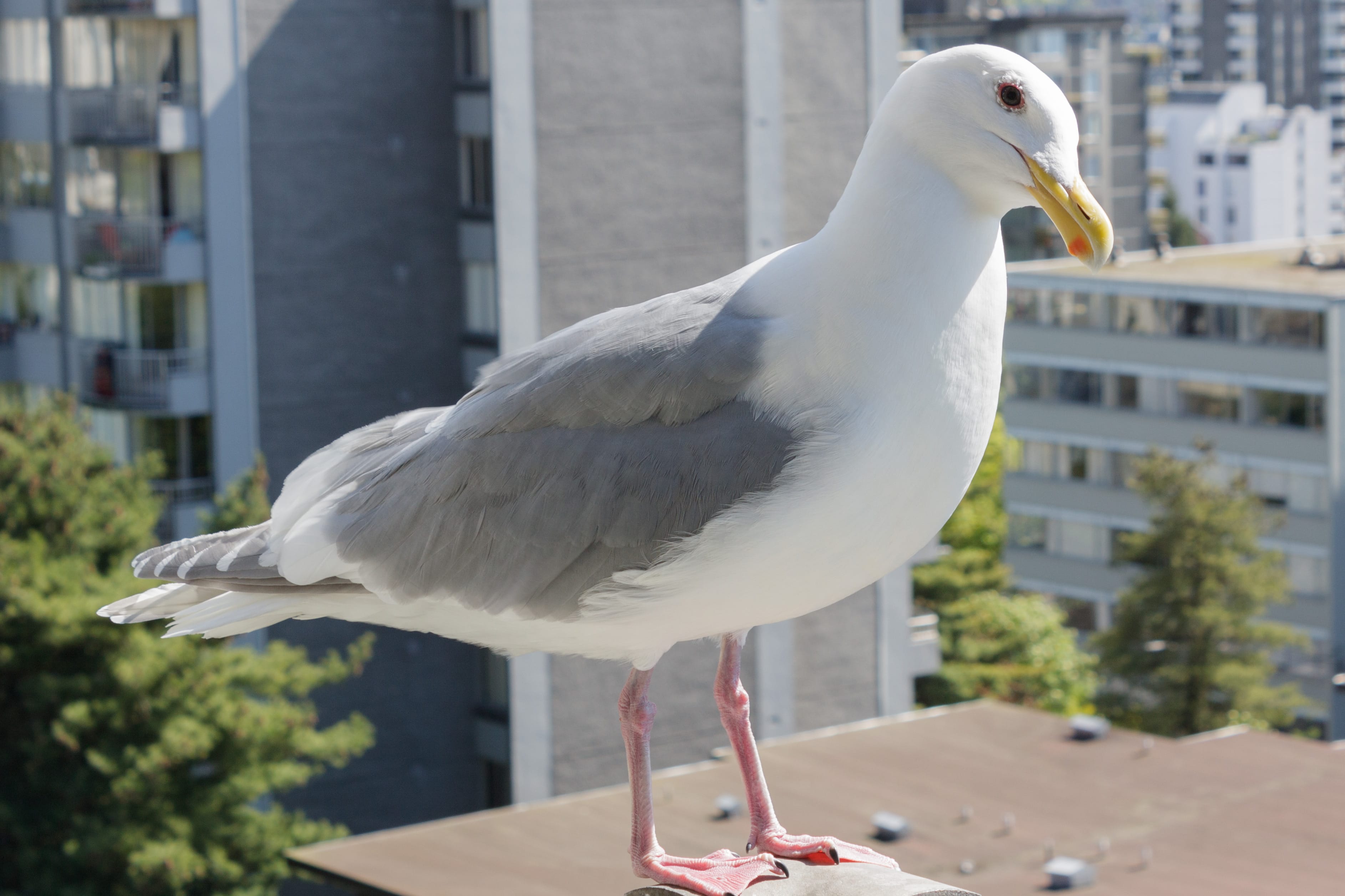 35 Types of Seagulls (Pictures And Identification)