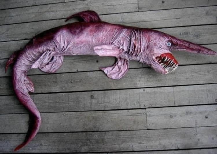 100 Types of Sharks (Pictures And Identification)