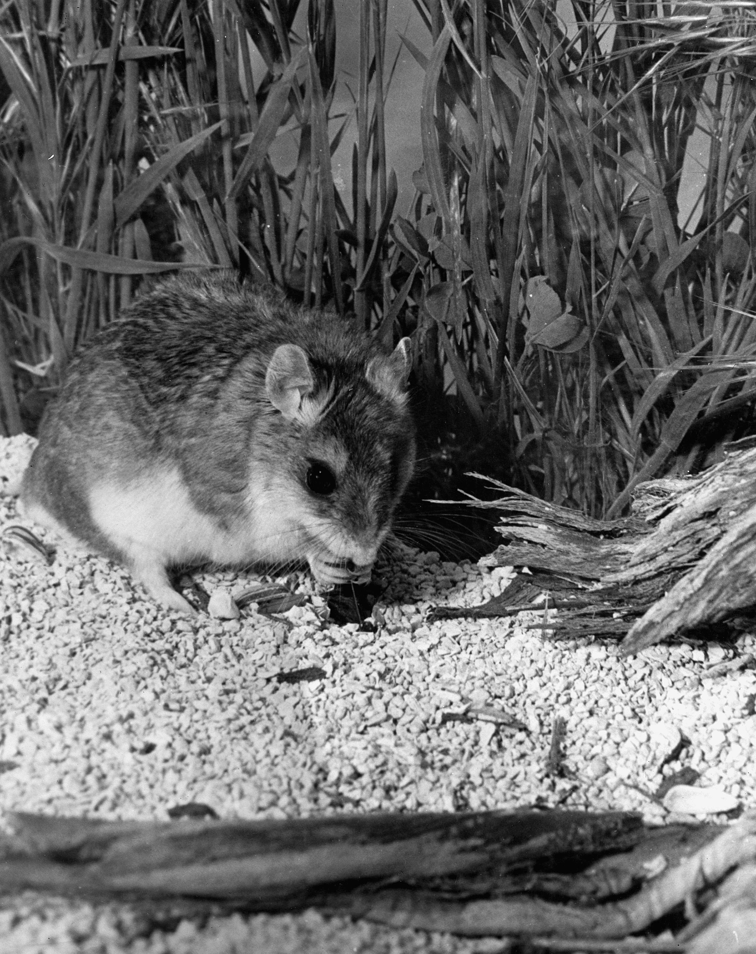 50 Types of Wild Rodents (Pictures And Identification)
