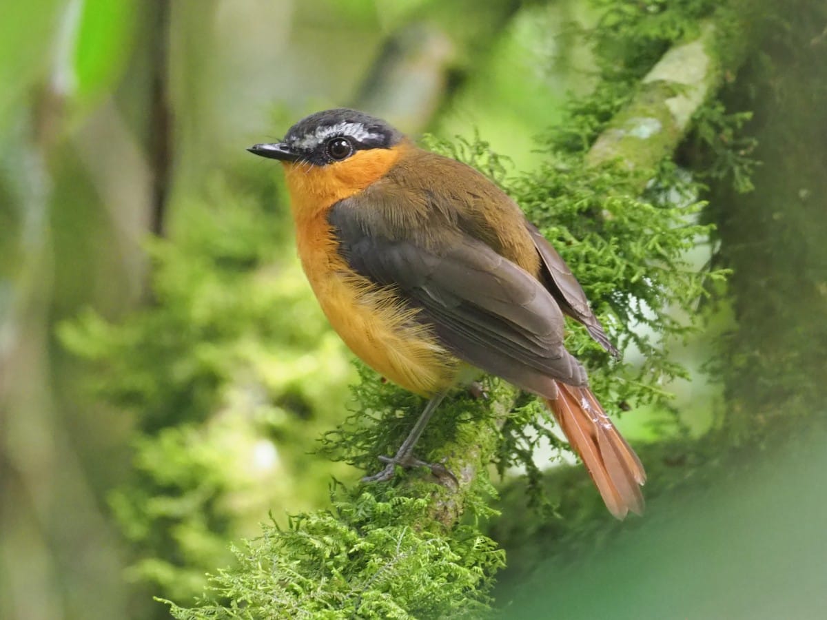 45 Types of Robins (Pictures And Identification)
