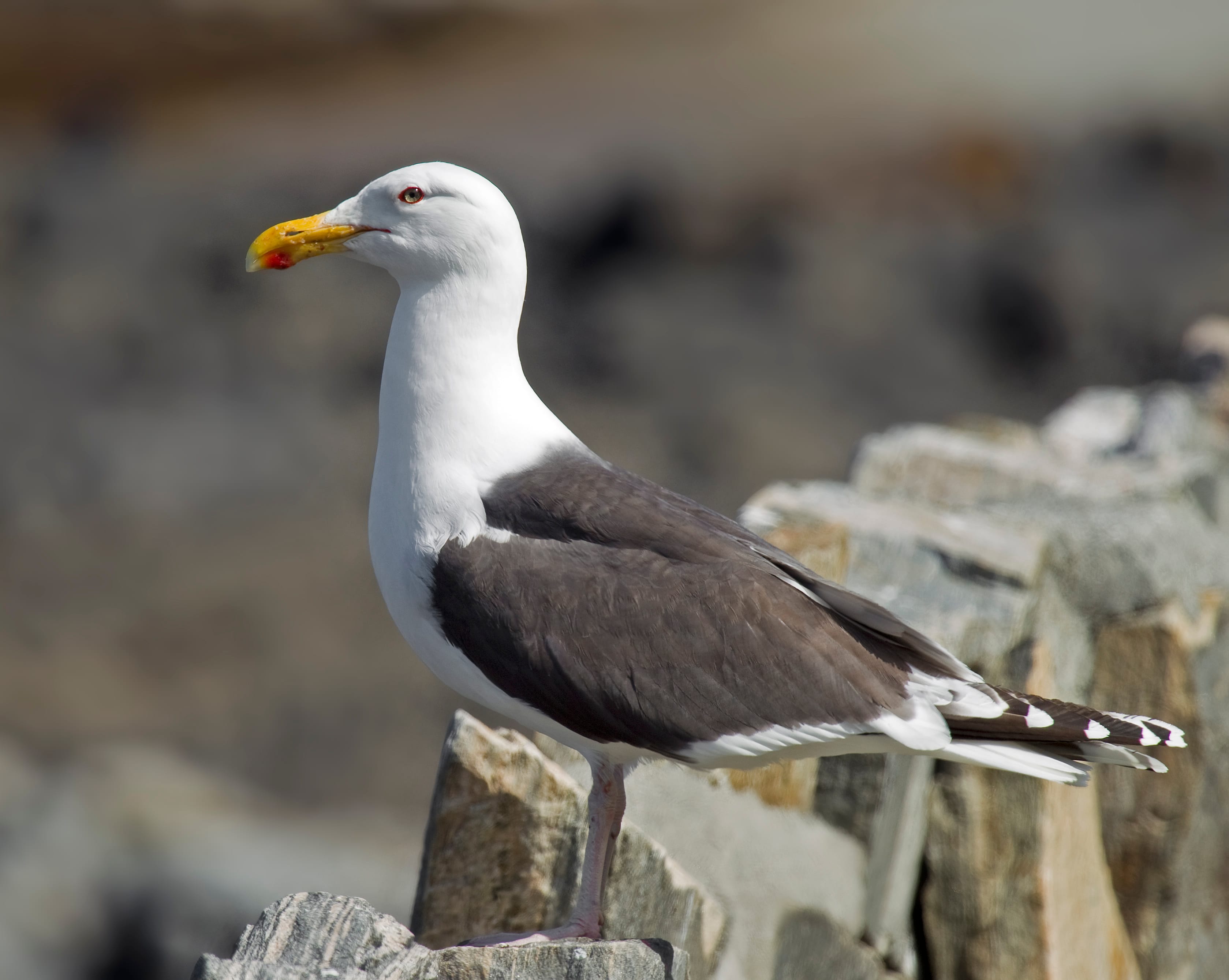 35 Types of Seagulls (Pictures And Identification)