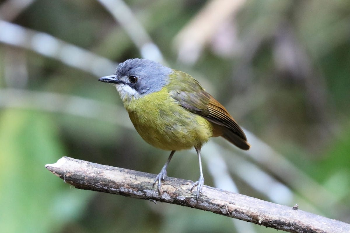 45 Types of Robins (Pictures And Identification)