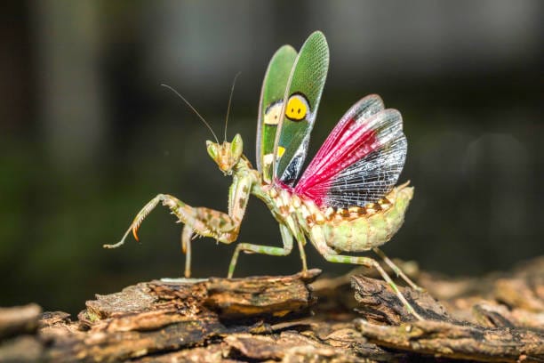 30 Types of Mantis (Pictures And Identification)