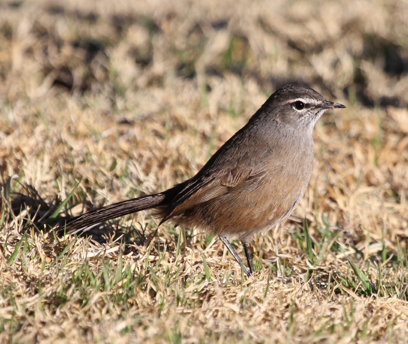 45 Types of Robins (Pictures And Identification)